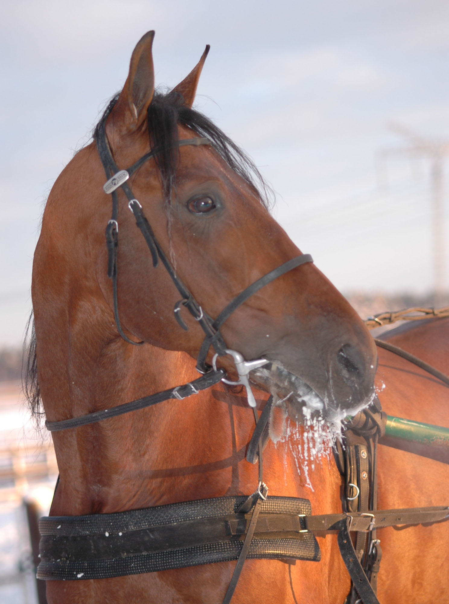 Travkompaniet.se - Jocose var en riktig hedershäst