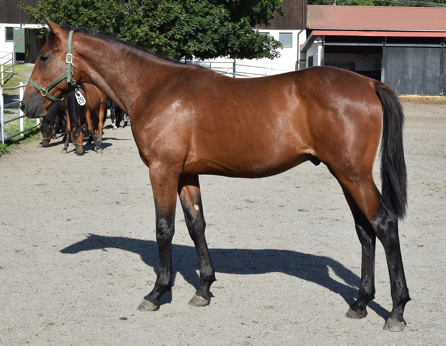 Travkompaniet.se - Välkommen Hell Of A Guy